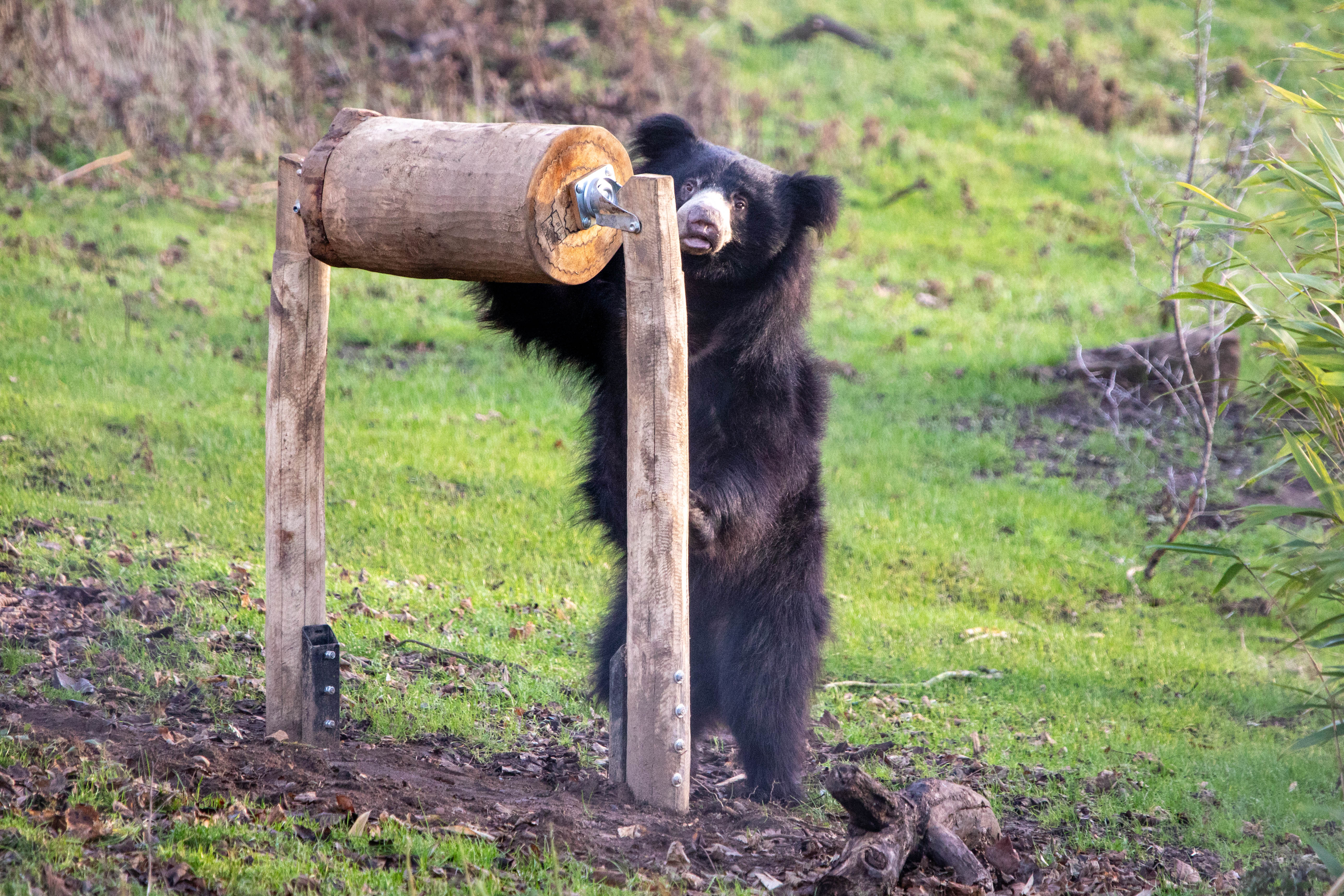 Sloth bear plays in his new Scottish home | RZSS